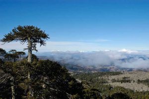 Descubre Lumaco: Corazón Histórico y Cultural de Chile