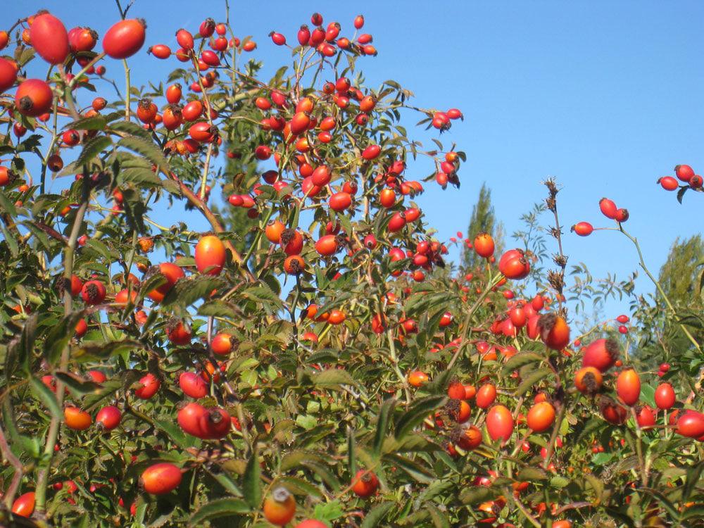 Descubre Palena: Joya Escondida en la Patagonia Chilena