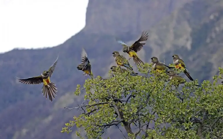 Lago Colbún: ubicación, y todo lo que necesita conocer