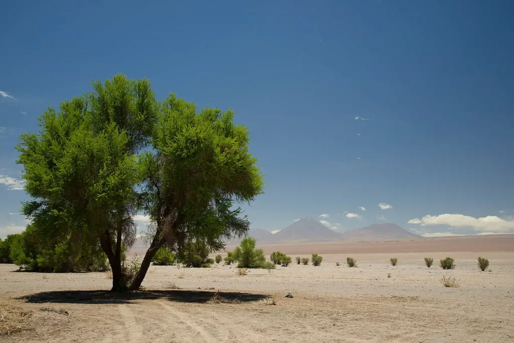 Pozo Almonte: ubicación, pintados, macaya, y mas