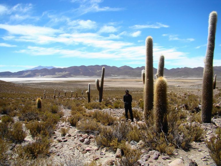 Tarapacá: clima, mapa, flora, y más. Descúbrelo aquí