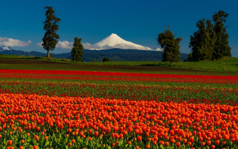 Descubre los Diversos Subtipos del Clima en Chile
