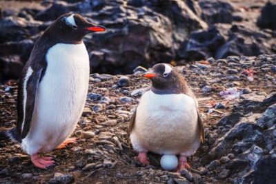 Descubre las Especies de Pingüinos Chilenos en la Patagonia