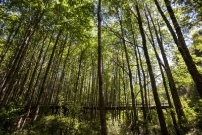Descubre la Magia del Parque Huilo Huilo, Patrimonio de la UNESCO