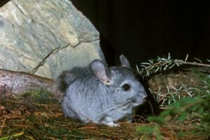 Conoce lo que come la chinchilla y su hábitat natural